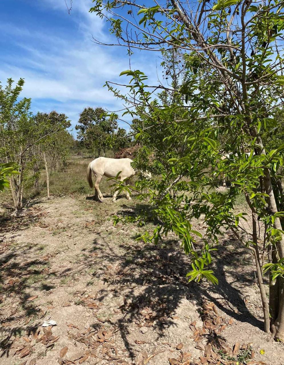 ¿De quién son los cuacos? En Barrón arman pesquisa para dar con dueños ...