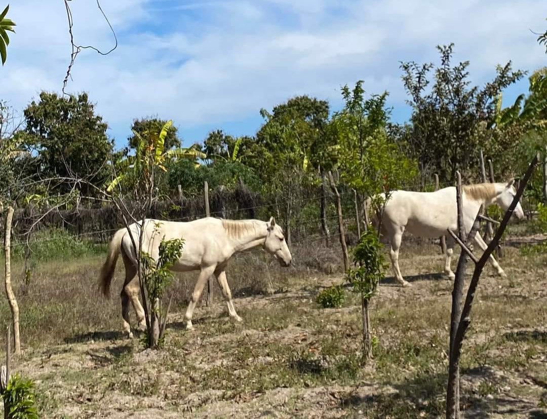 ¿De quién son los cuacos? En Barrón arman pesquisa para dar con dueños ...