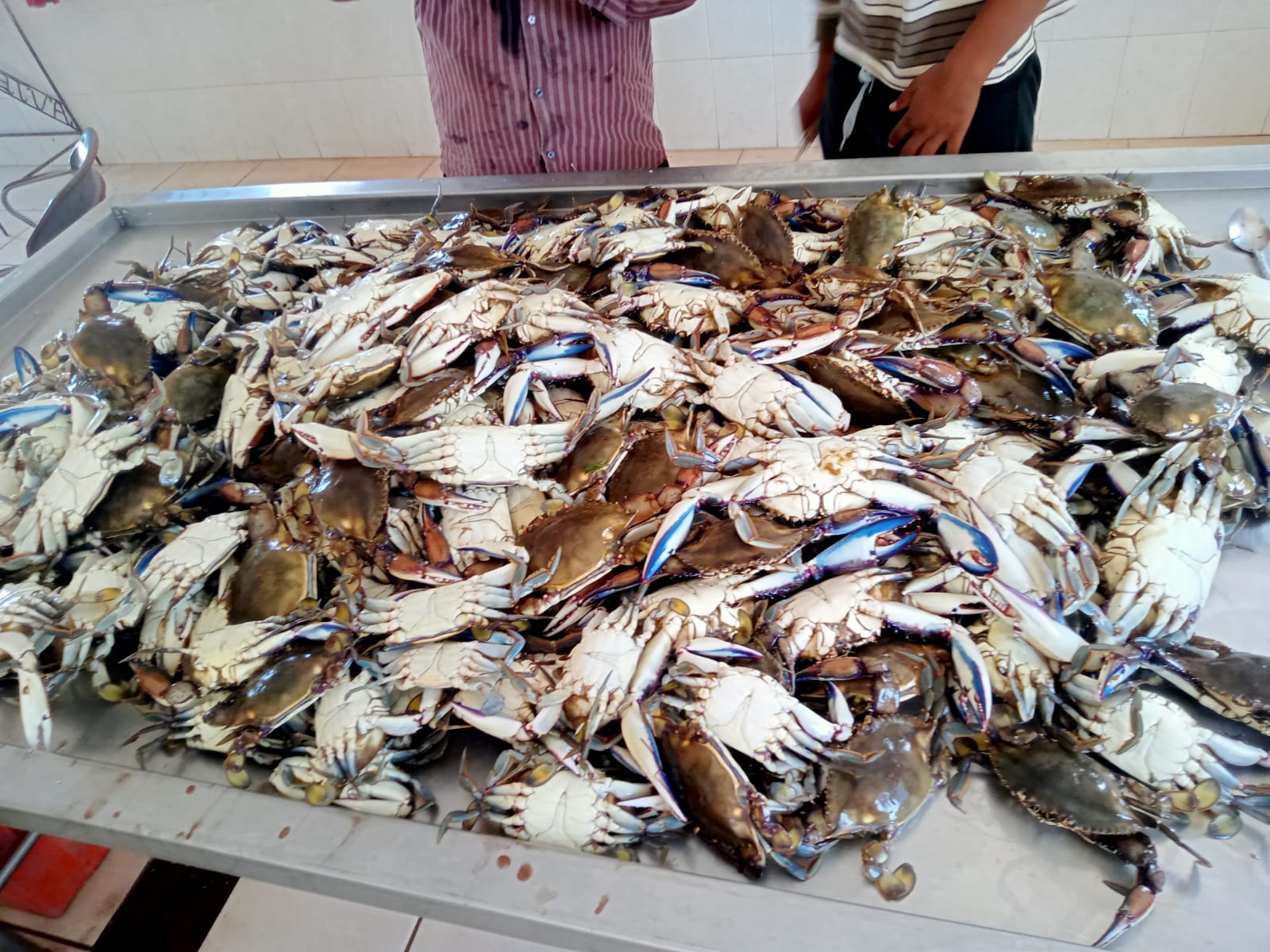 Arranca capturas de jaiba; pescadores reportan volúmenes aceptables, esperan sean mejores en los ...