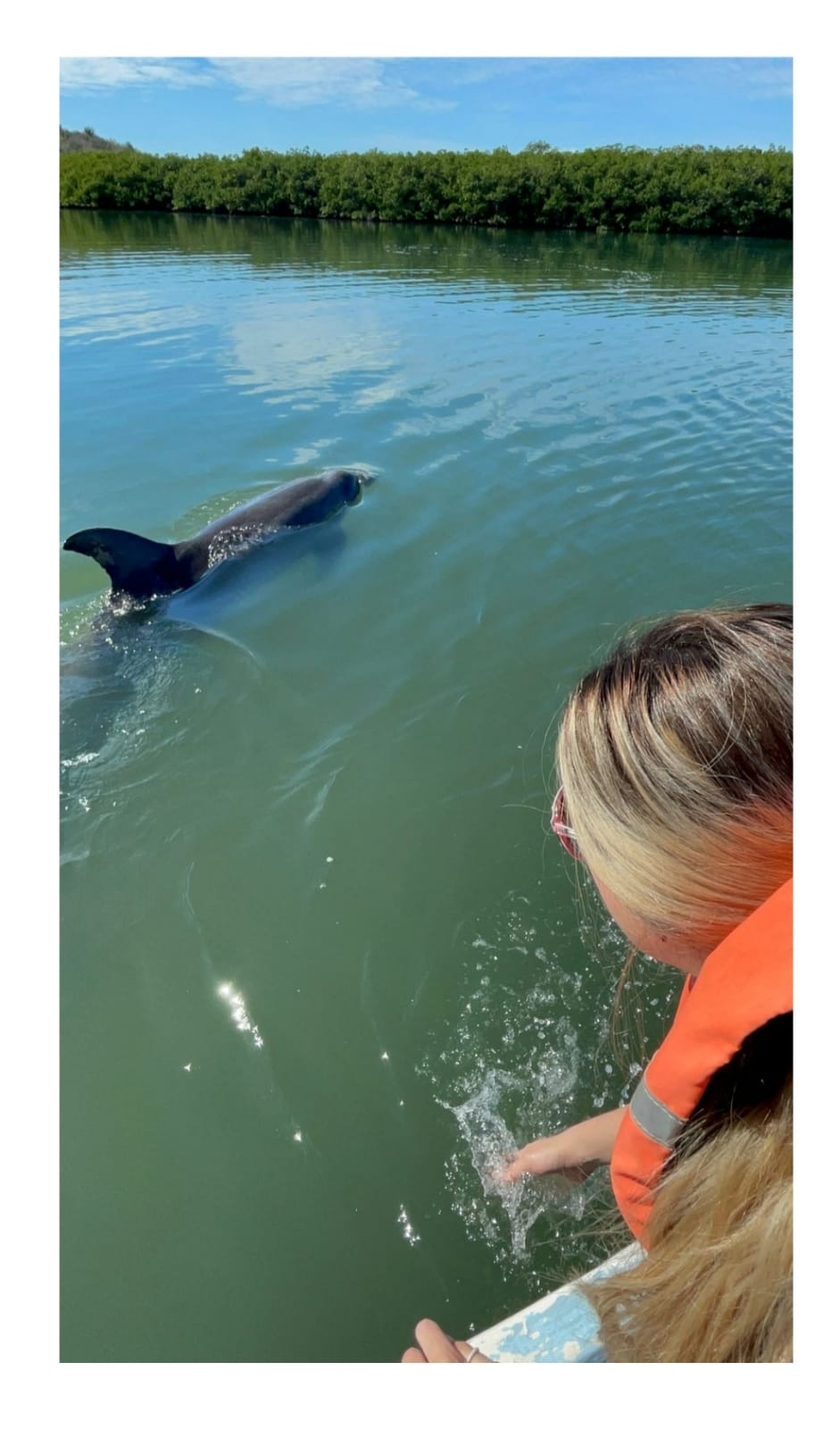 Suspenden en Topolobampo visitas al delfín conocido como ‘El Pechocho ...
