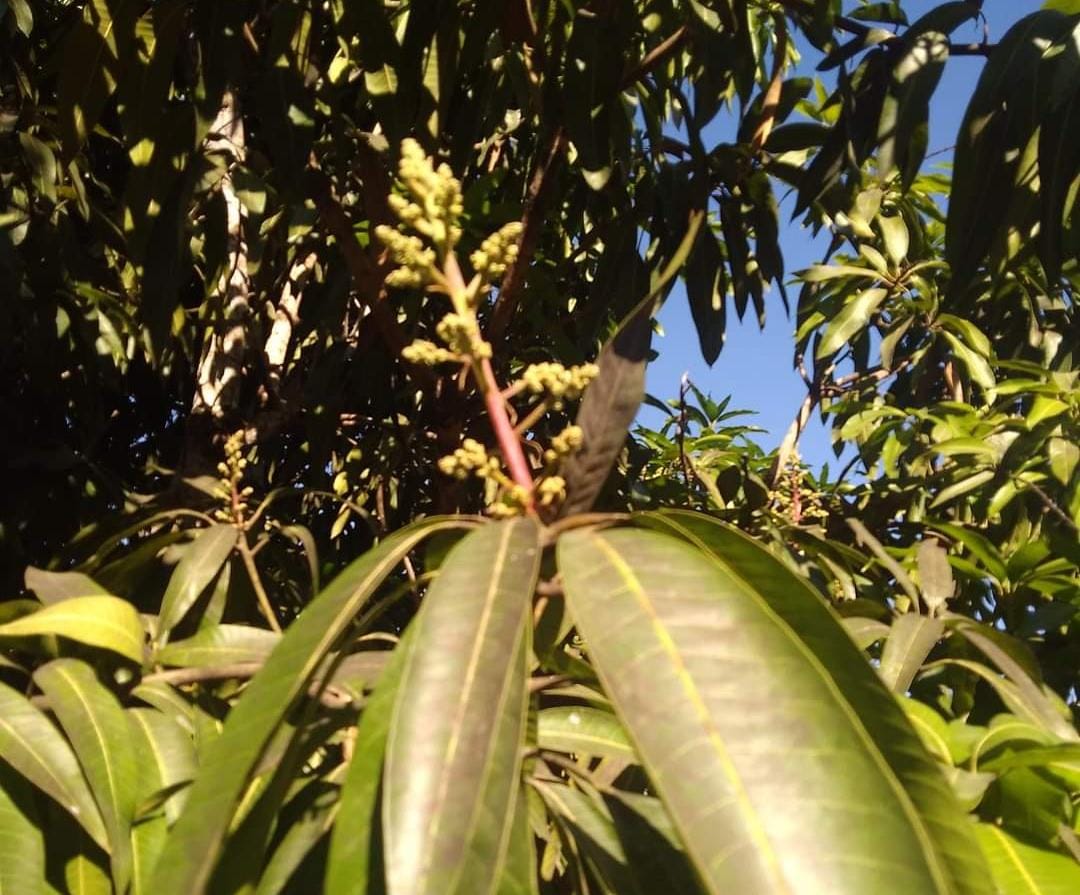 ¿Es un milagro? En pleno diciembre empiezan a florecer los árboles de ...