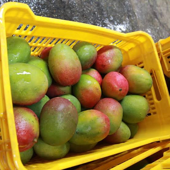Sin precio, sin lluvia y sin comercialización; la sufren productores de ...