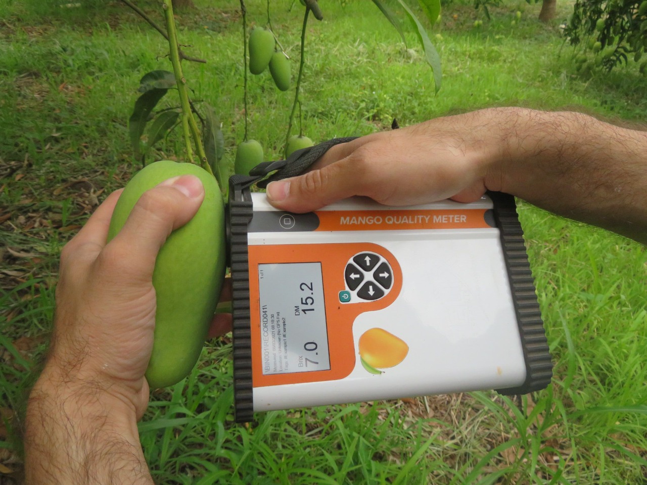 ‘México sabor a mango’; el país es quinto lugar en exportaciones y ...