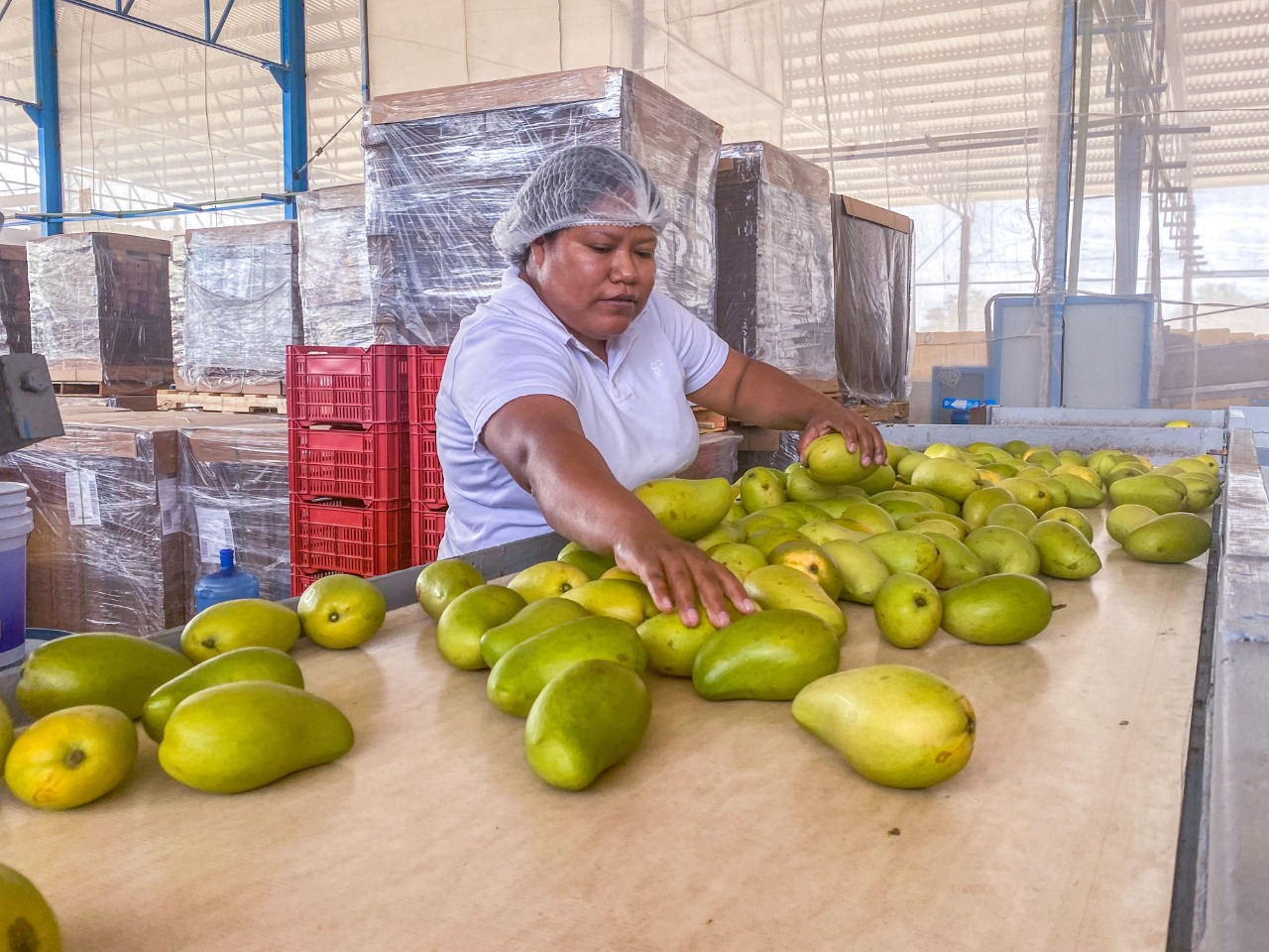 ‘México sabor a mango’; el país es quinto lugar en exportaciones y ...