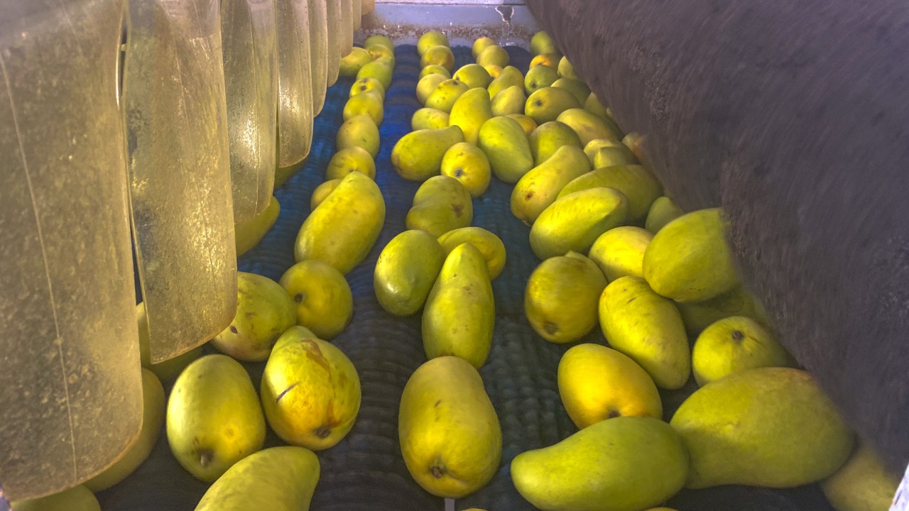 ‘México sabor a mango’; el país es quinto lugar en exportaciones y ...